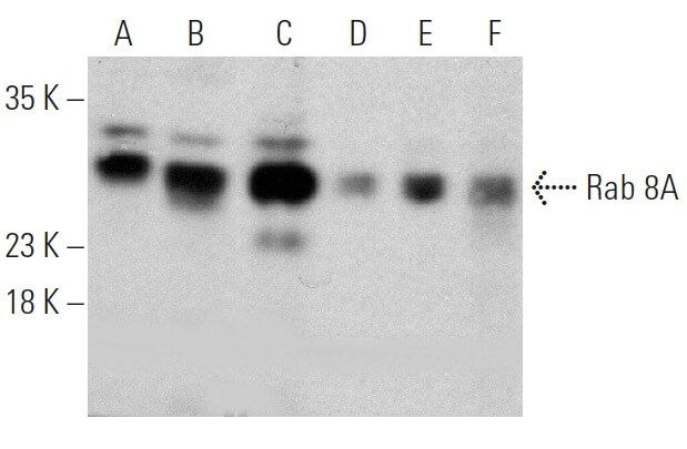 Rab 8A Antibody (63-BJ) | SCBT - Santa Cruz Biotechnology