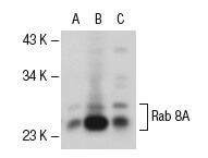 Rab 8A抗体 (N-20) | SCBT - Santa Cruz Biotechnology