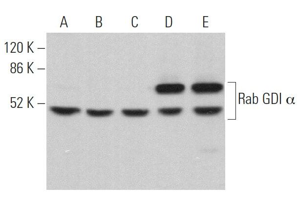 Rab GDI α Antibody (C-7) | SCBT - Santa Cruz Biotechnology