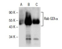 Rab GDI α/β Antibody (E-5) | SCBT - Santa Cruz Biotechnology
