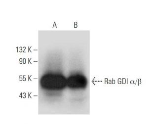 Rab GDI α/β Antibody (E-5) | SCBT - Santa Cruz Biotechnology