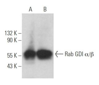 Anti-Rab GDI α/β Antibody (E-5) | SCBT - Santa Cruz Biotechnology