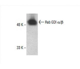 Anti-Rab GDI α/β Antibody (E-5) | SCBT - Santa Cruz Biotechnology