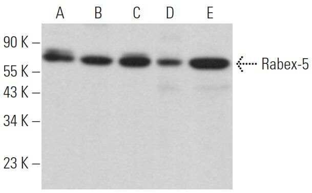 Rabex-5 Antibody (A-7) | SCBT - Santa Cruz Biotechnology