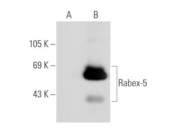 Anti-Rabex-5 Antibody (C-4) | SCBT - Santa Cruz Biotechnology