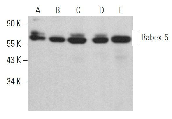 Rabex-5 Antibody (C-4) | SCBT - Santa Cruz Biotechnology