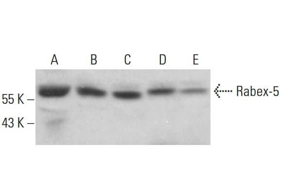 Rabex-5抗体 (D-11) | SCBT - Santa Cruz Biotechnology