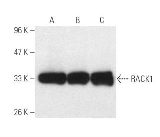 RACK1 Antibody (B-3) - Western Blotting - Image 4342