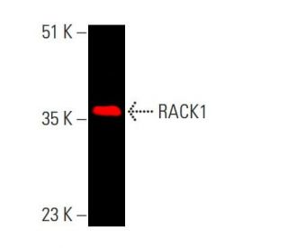 RACK1 Antibody (B-3) - Western Blotting - Image 377848