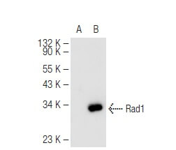 Rad1 Antibody (D-6) | SCBT - Santa Cruz Biotechnology