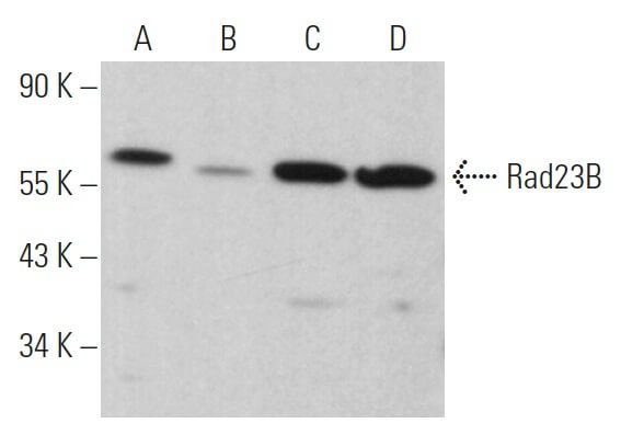 Rad23B Antibody (E-10) | SCBT - Santa Cruz Biotechnology