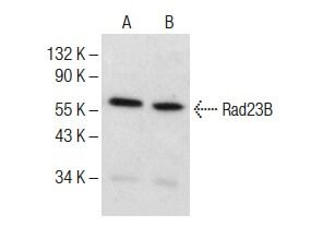 Rad23B Antibody (F-8) | SCBT - Santa Cruz Biotechnology