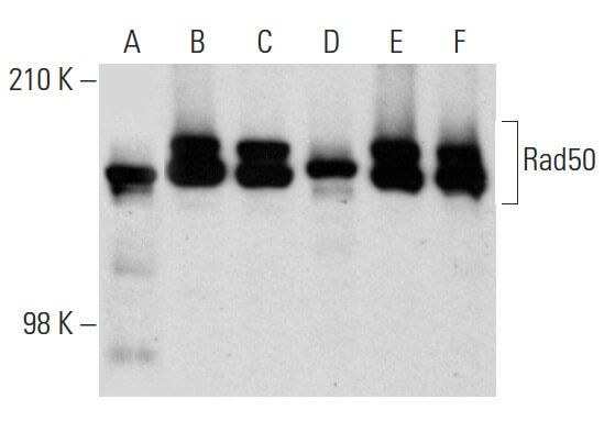 Rad50抗体 (G-2) | SCBT - Santa Cruz Biotechnology