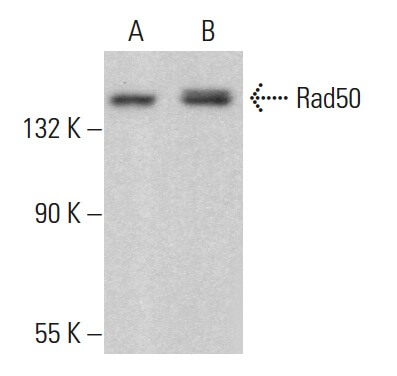 Anti-Rad50 Antibody (G-2) | SCBT - Santa Cruz Biotechnology