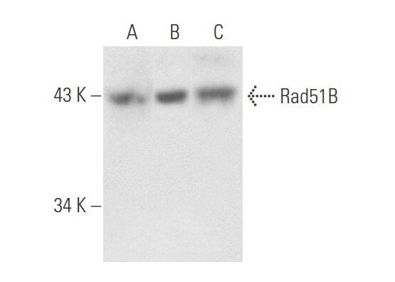 Rad51B Antibody (1E11/6) | SCBT - Santa Cruz Biotechnology