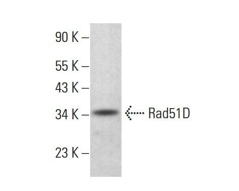 Rad51D Antibody (5A8/4) | SCBT - Santa Cruz Biotechnology
