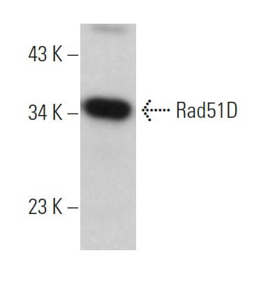 Rad51D Antibody (C-1) | SCBT - Santa Cruz Biotechnology