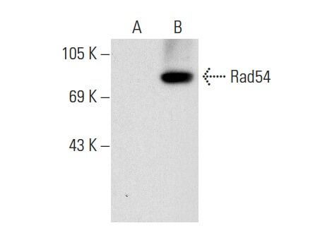 Rad54 Antibody (A-4) | SCBT - Santa Cruz Biotechnology