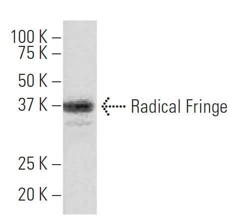 Radical Fringe Antibody (18-K2) | SCBT - Santa Cruz Biotechnology
