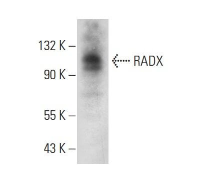 RADX Antibody (A-3) | SCBT - Santa Cruz Biotechnology