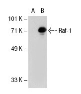 Raf-1 Antibody (E-10) | SCBT - Santa Cruz Biotechnology