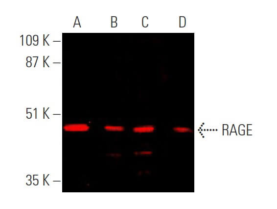 RAGE Antibody (A-9) | SCBT - Santa Cruz Biotechnology