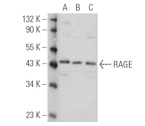 Anti-RAGE Antibody (A-9) | SCBT - Santa Cruz Biotechnology