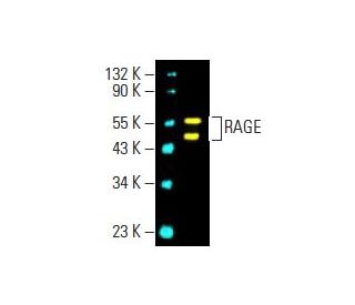 RAGE Antibody (A11) - Western Blotting - Image 398351