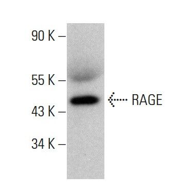 RAGE抗体 (E-1) | SCBT - Santa Cruz Biotechnology