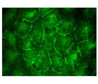 Anti-Ral A/B Antibody (E-7) | SCBT - Santa Cruz Biotechnology