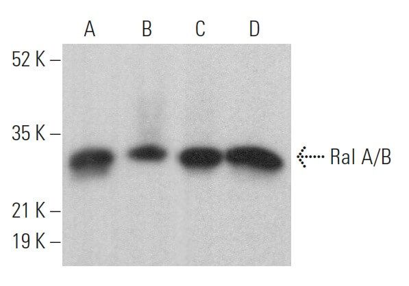 Ral A/B Antibody (E-7) | SCBT - Santa Cruz Biotechnology