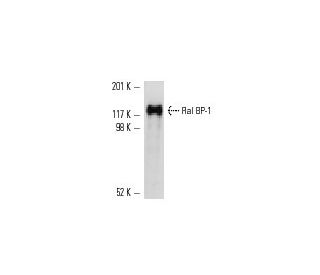 Ral BP-1 Antibody (H-10) - Western Blotting - Image 11362
