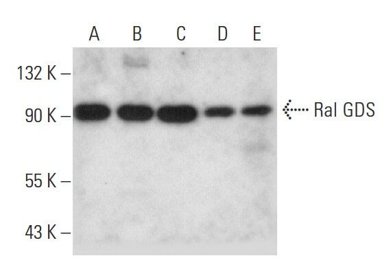Ral GDS Antibody (C-11) | SCBT - Santa Cruz Biotechnology