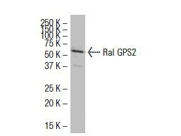 Ral GPS2抗体 (FE-63) | SCBT - Santa Cruz Biotechnology