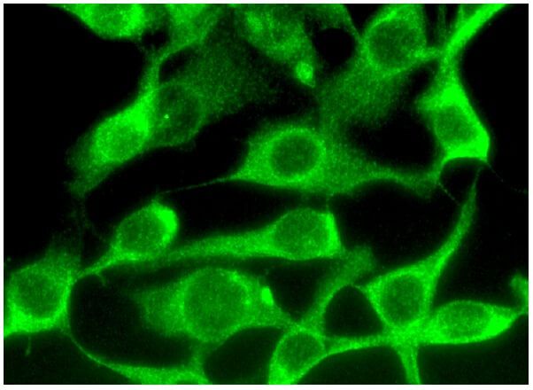RANK抗体 (B-8) | SCBT - Santa Cruz Biotechnology