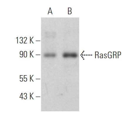 Anti-RasGRP Antibody (199) | SCBT - Santa Cruz Biotechnology