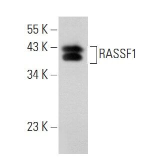 RASSF1 Antibody (3F3) | SCBT - Santa Cruz Biotechnology