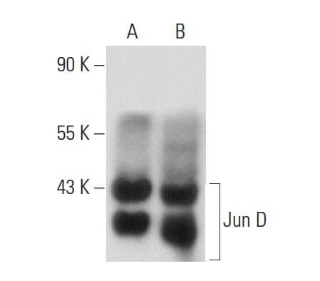 RAW 264.7 + PMA nuclear extract | SCBT - Santa Cruz Biotechnology
