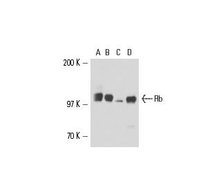 Rb Antibody (Rb1) - Western Blotting - Image 16303