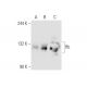 Rb Antibody (Rb1) | SCBT - Santa Cruz Biotechnology