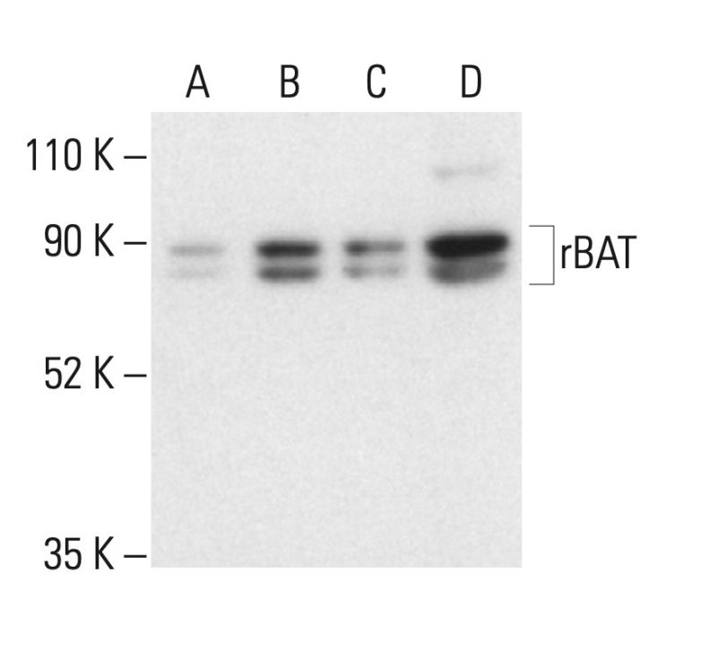 rBAT Antibody (G-5) | SCBT - Santa Cruz Biotechnology