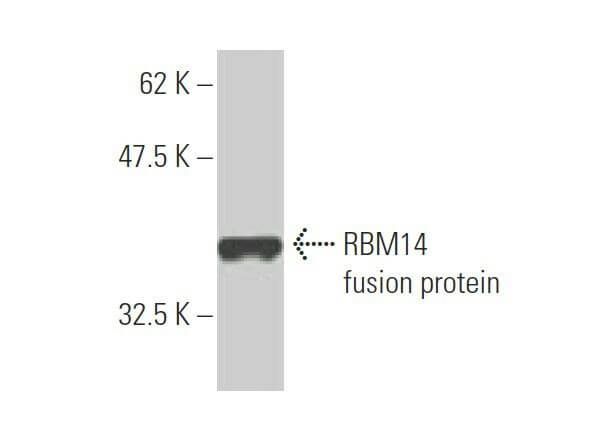 RBM14 Antibody (4E1) | SCBT - Santa Cruz Biotechnology
