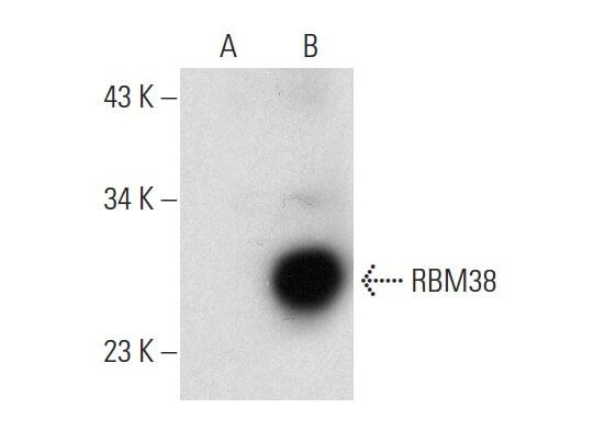 RBM38 Antibody (A-8) | SCBT - Santa Cruz Biotechnology
