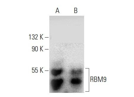 RBM9 Antibody (F-8) | SCBT - Santa Cruz Biotechnology