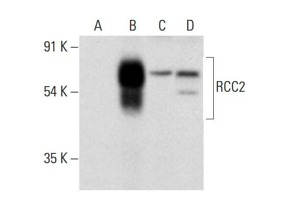 RCC2抗体 (G-5) | SCBT - Santa Cruz Biotechnology