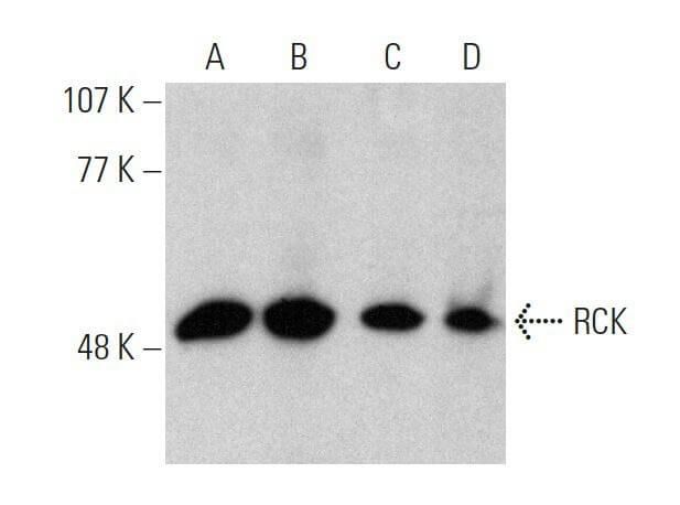 RCK Antibody (E-12) | SCBT - Santa Cruz Biotechnology