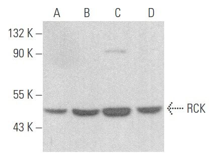 RCK 항체 (E-8) | SCBT - Santa Cruz Biotechnology