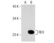 RD3 Antibody (B-8) | SCBT - Santa Cruz Biotechnology
