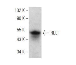 RELT Antibody (C-6) - Western Blotting - Image 370843