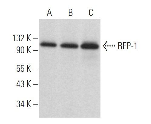 REP-1 Antibody (2F1) | SCBT - Santa Cruz Biotechnology